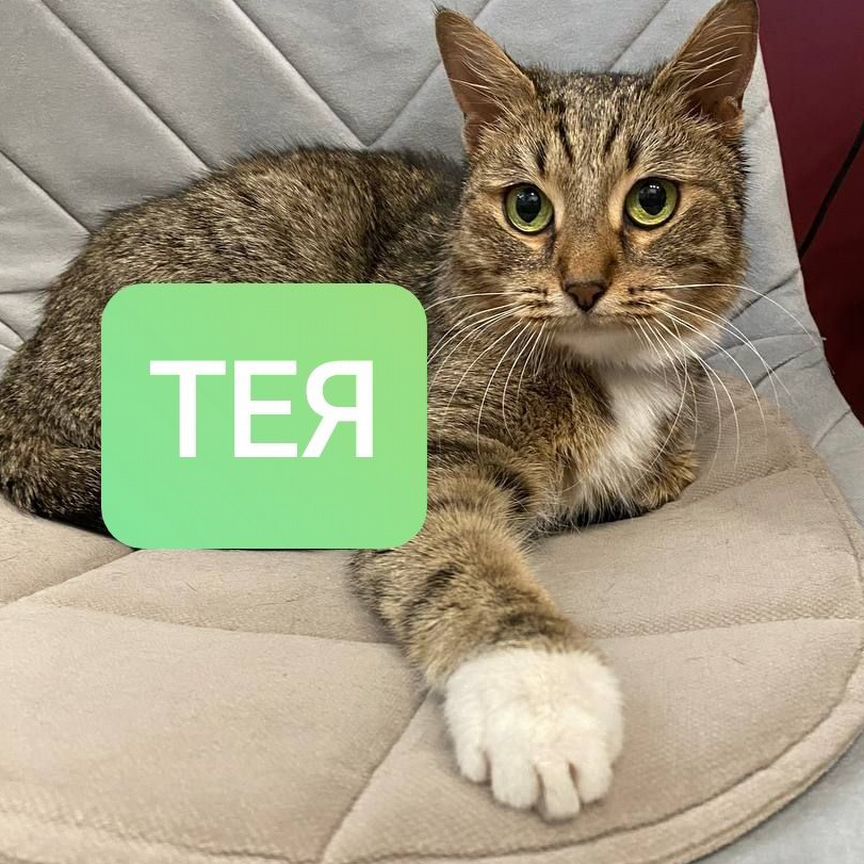 Взрослая, кошка в добрые руки