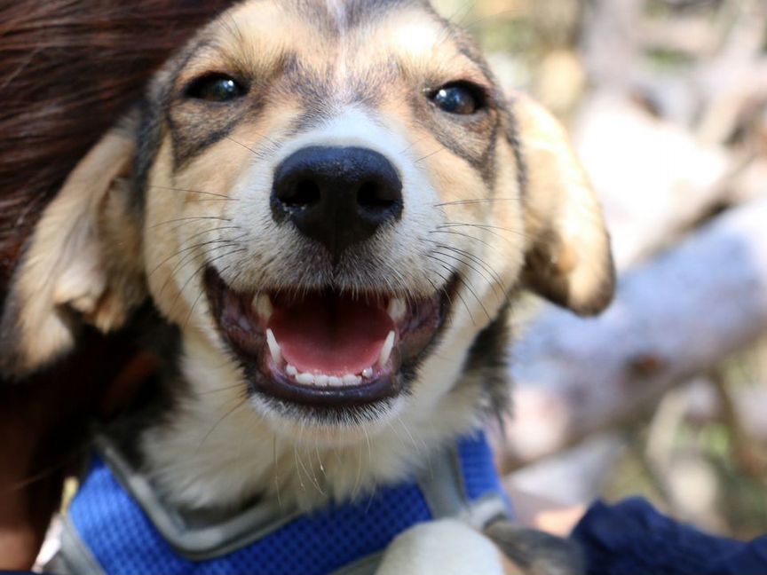 Щенок Шейла ищет семью