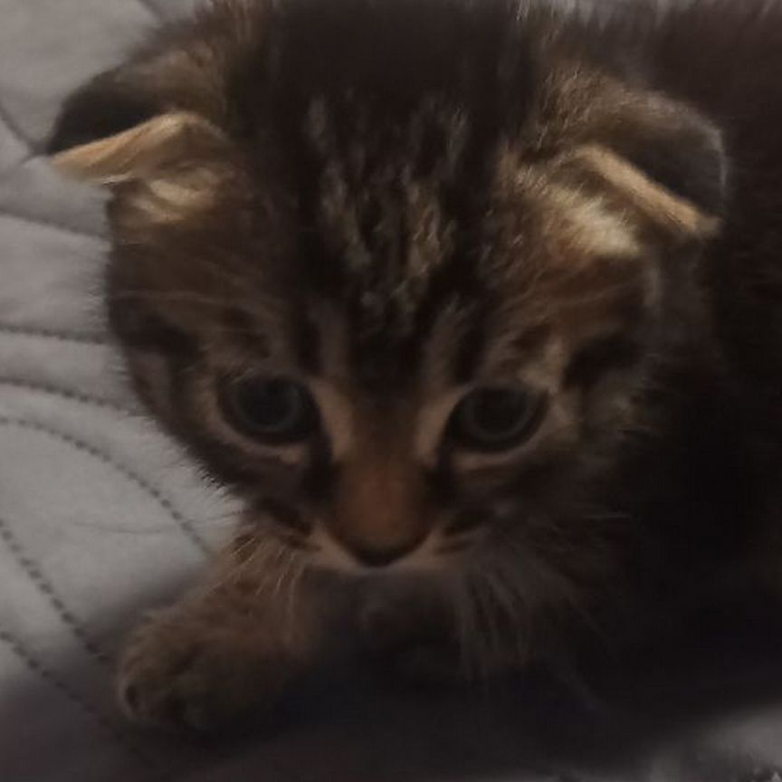 Шотландский вислоухий короткошёрстный котёнок