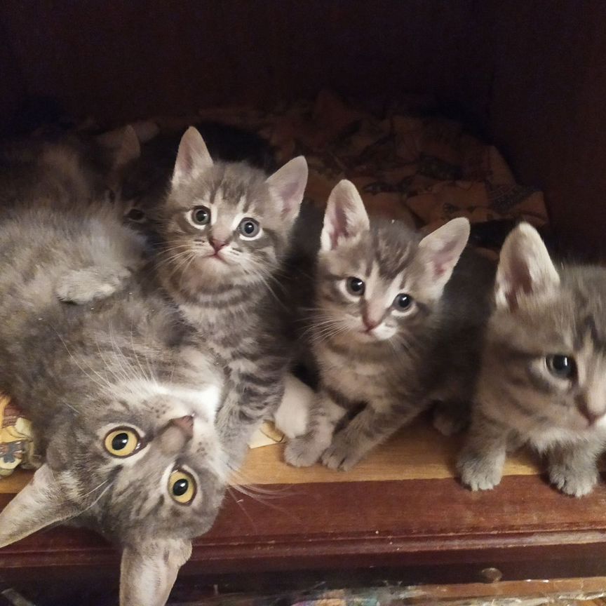 Котёнок в добрые руки