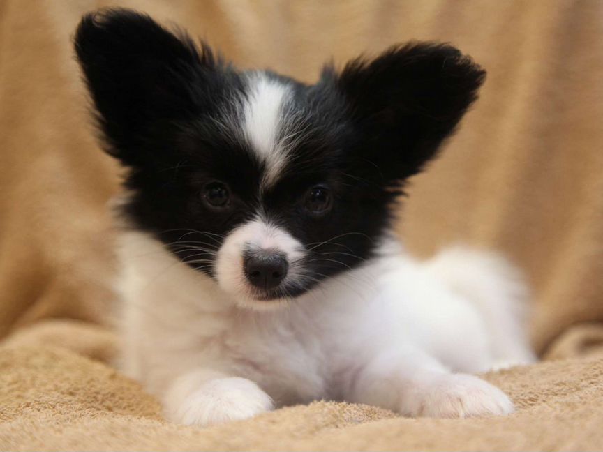 Щенки папийона