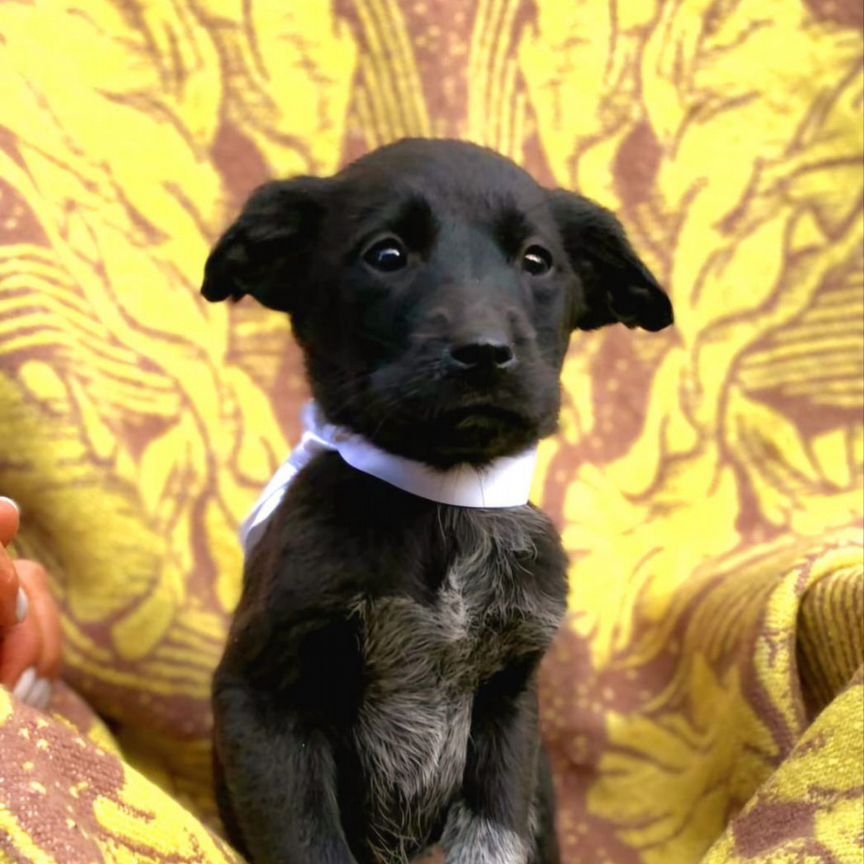 Крошка Бусинка