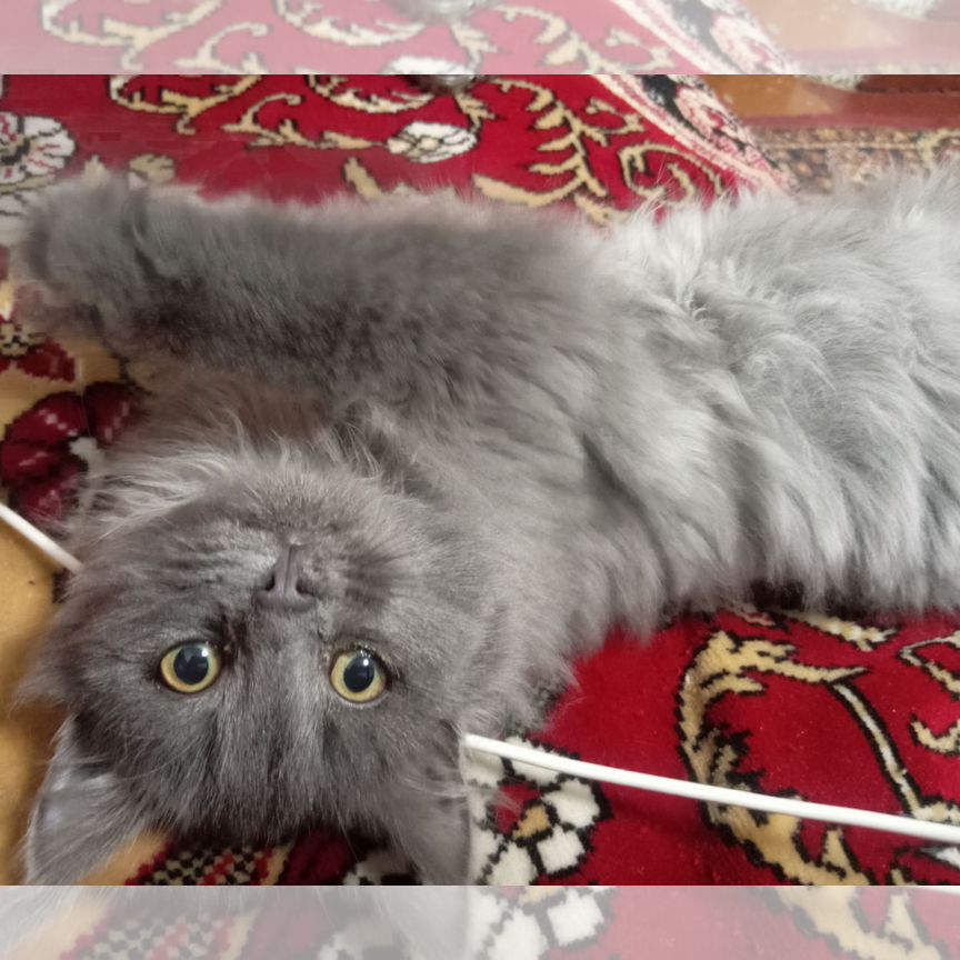 Отдам в добрые руки Аллергия