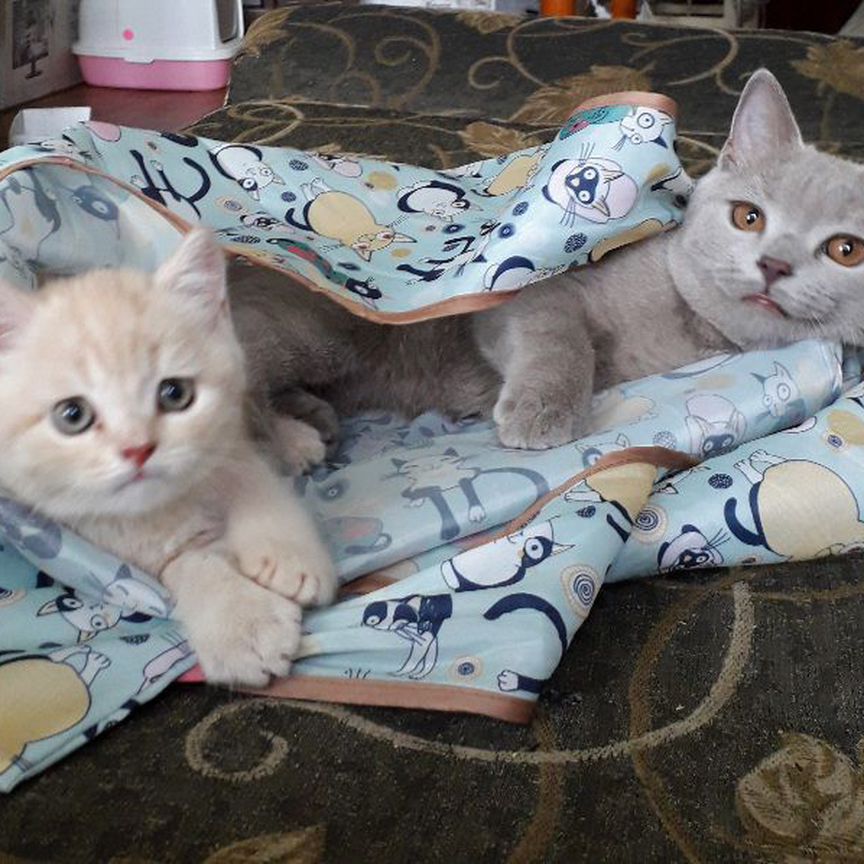 Шотландский котик