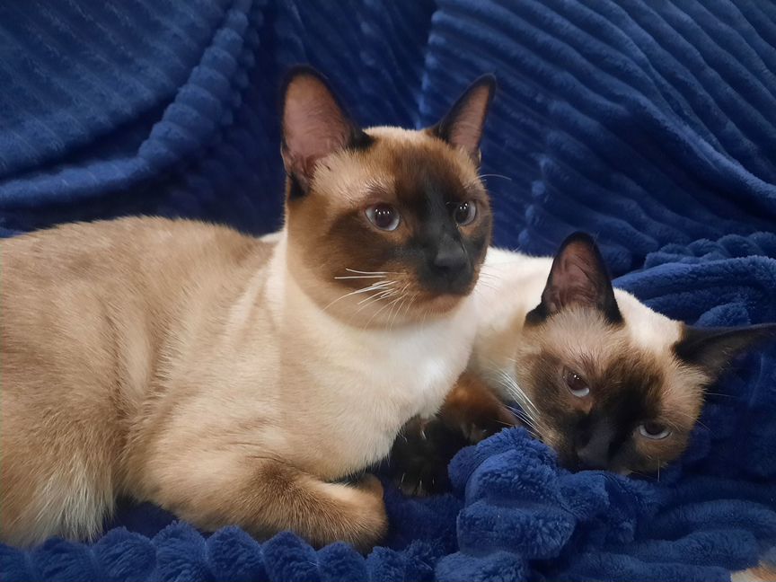 Тайские котята