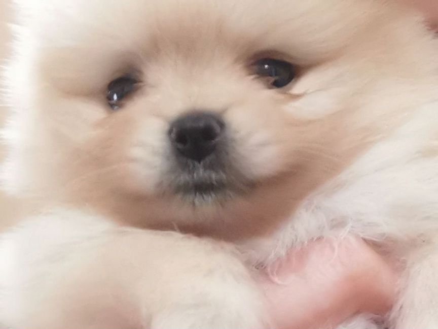 Vip puppy шпиц малышки
