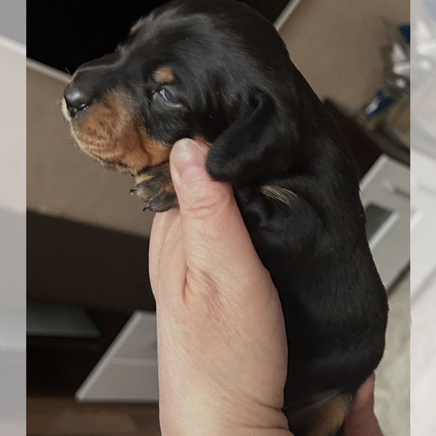 Карликовая такса, щенок