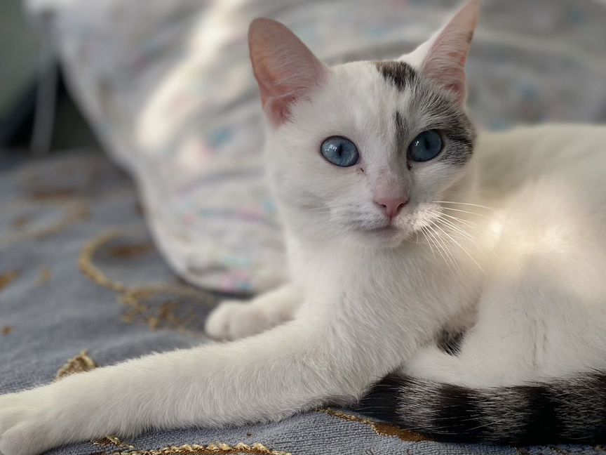 Тайская кошечка