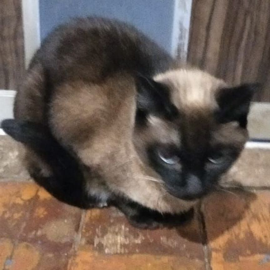 Одам сиамскую кошку