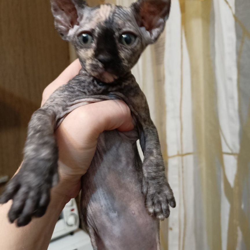 Канадский сфинкс