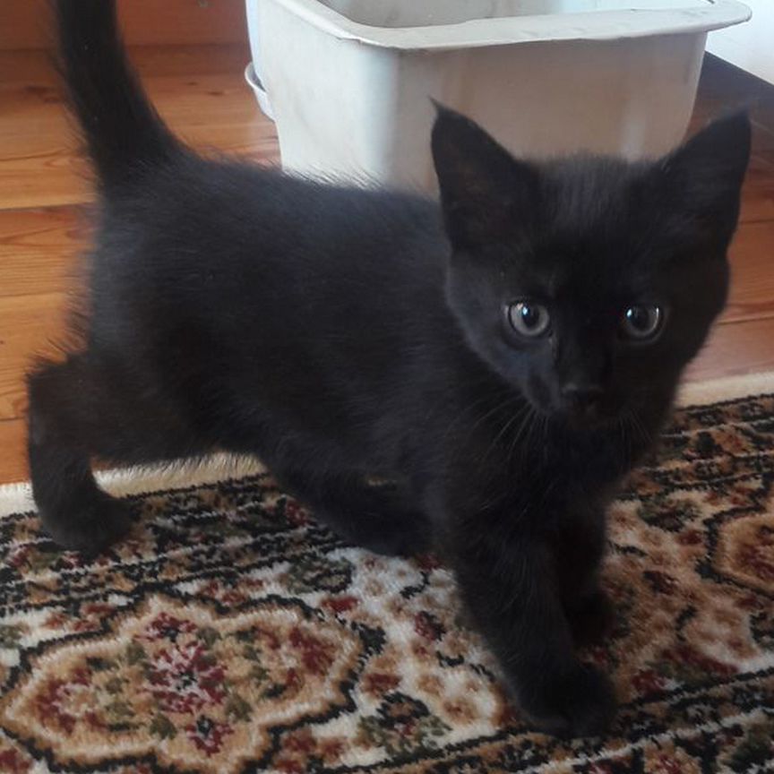 Тайские котята