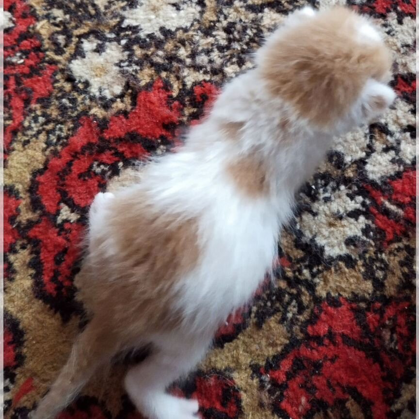 Отдам котят- в добрые руки,два кота и кошечка