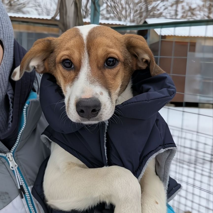 Щенок в добрые руки