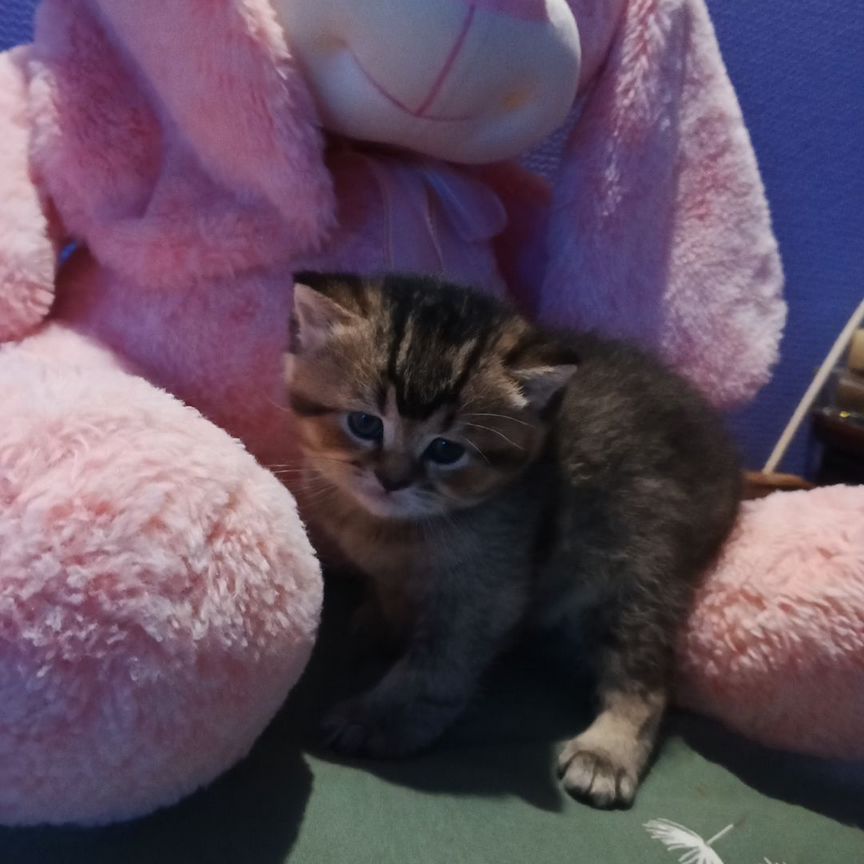 Шотландские котята