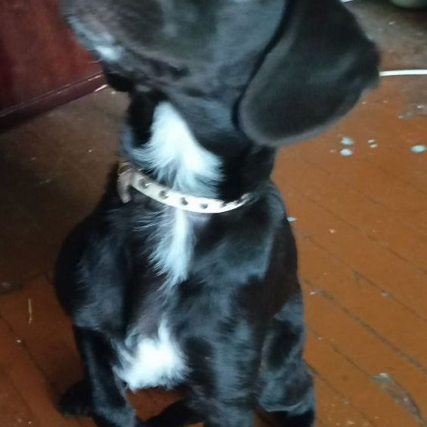 Гладкошерстный спаниель