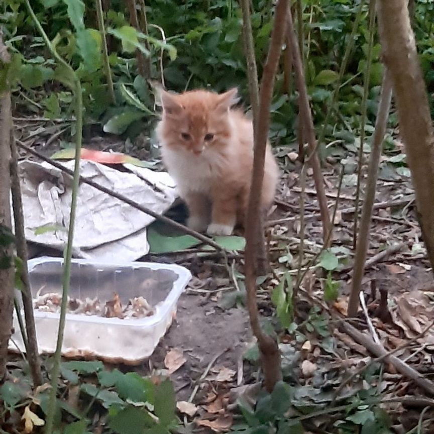 Котики бесплатно