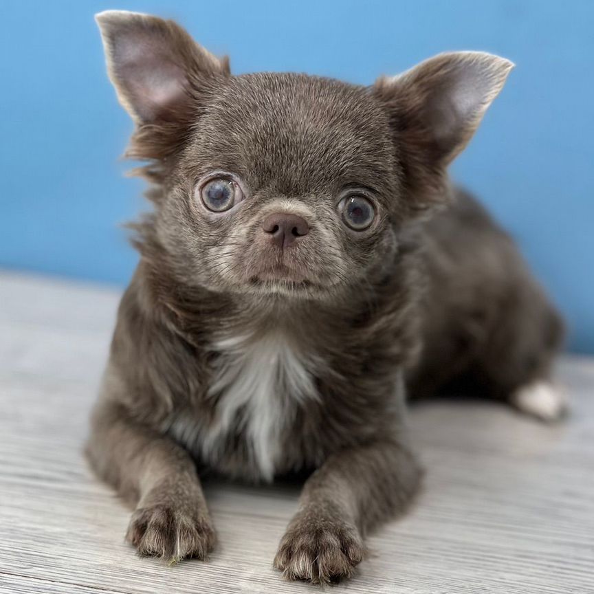 Чихуахуа, щенок