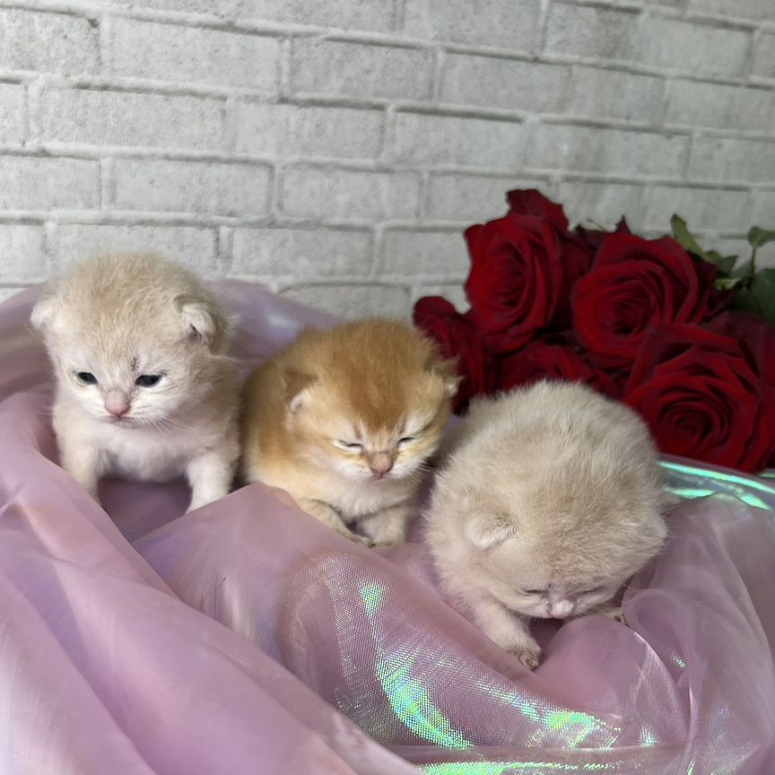 Британские котята золотая шиншилла голубое золото