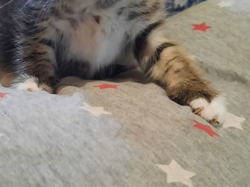 Котяшки-бандерложки