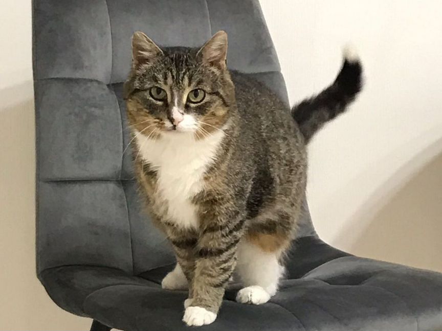 Кошечка плюша ласковая в добрые руки