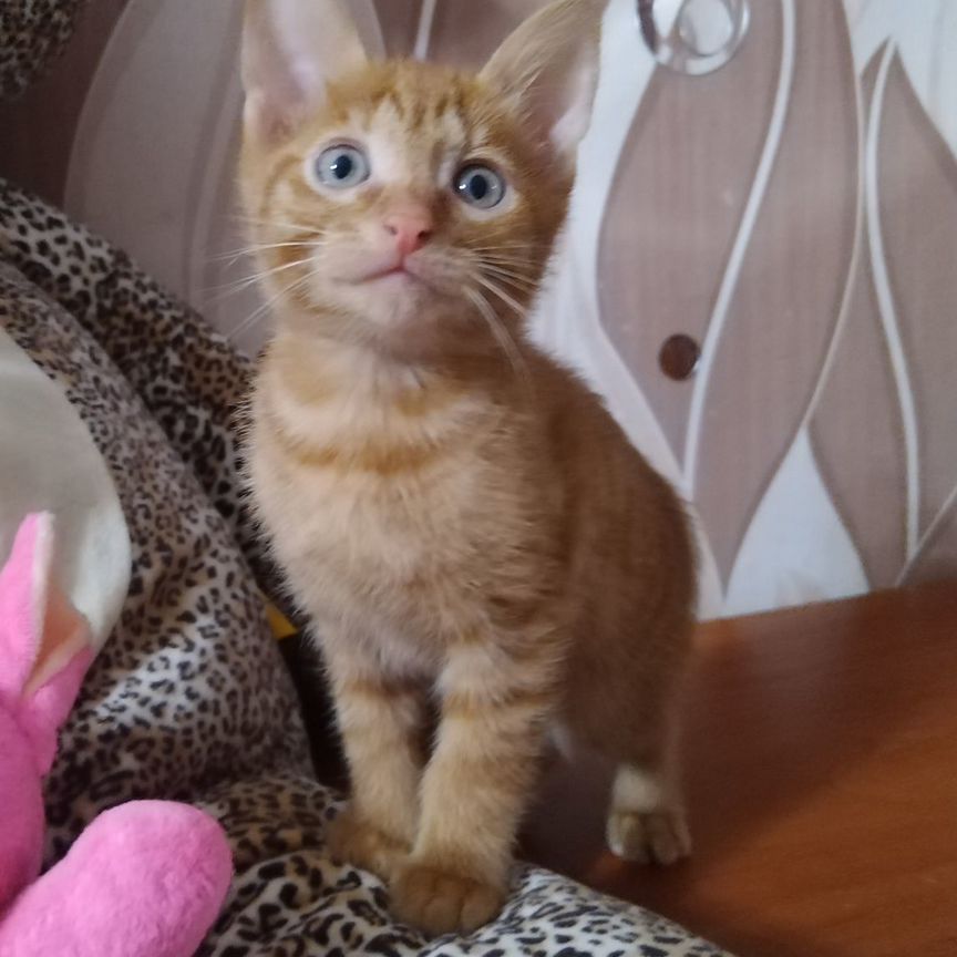 Котёнок в добрые руки