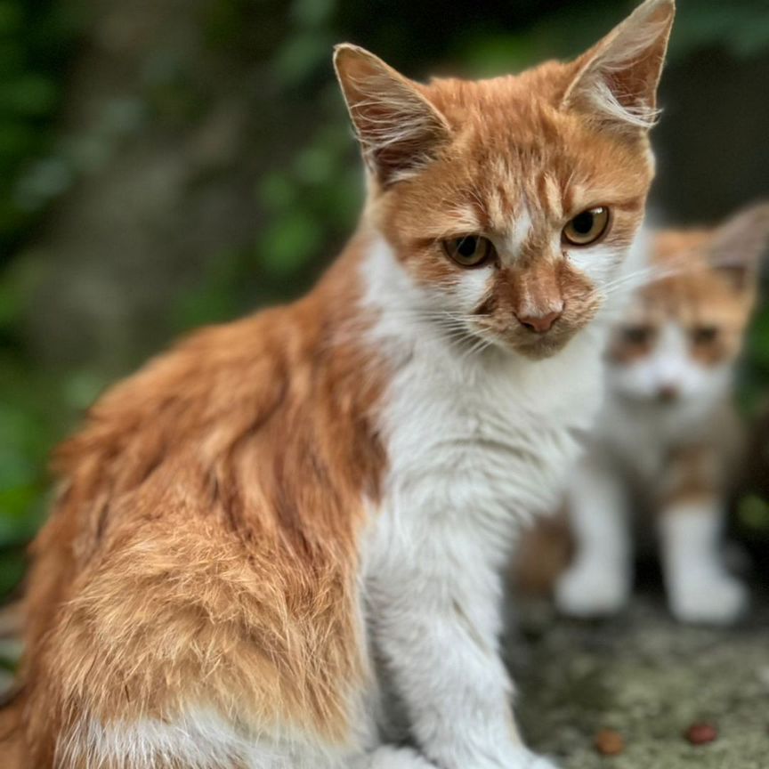 Котики бесплатно в добрые руки