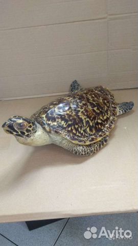 Морская черепаха