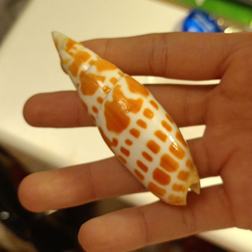 Ракушка настоящая