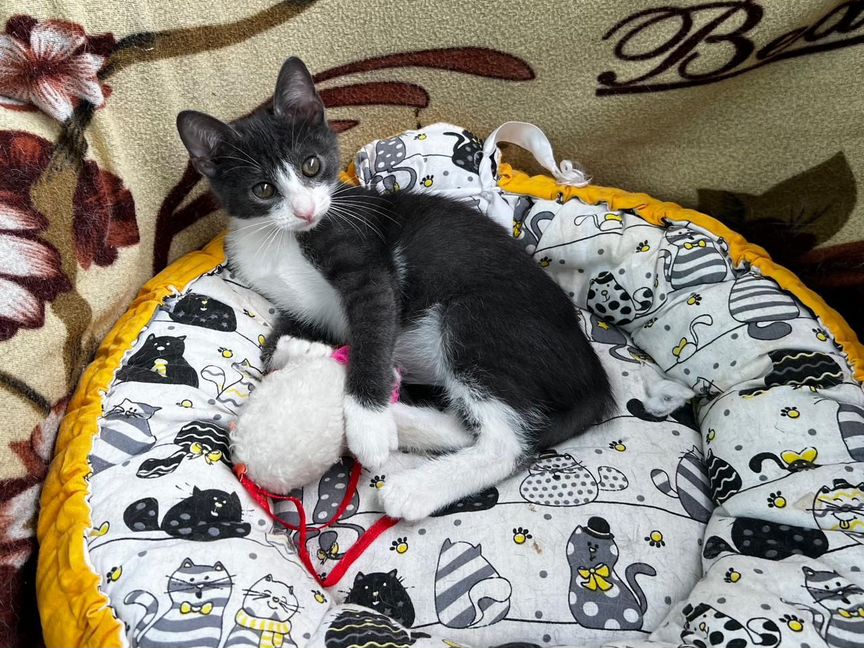Дом для кошки