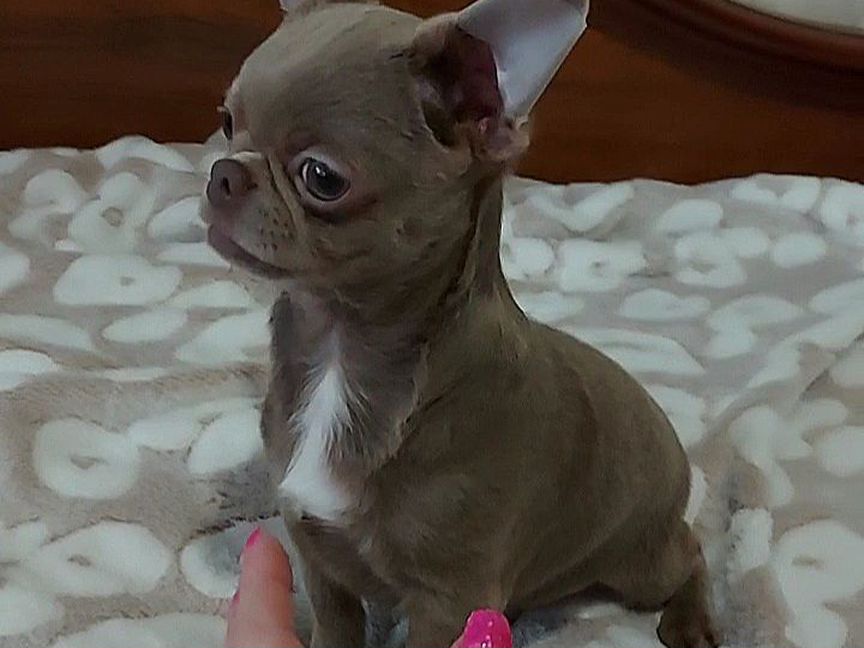 Чихуахуа мальчик