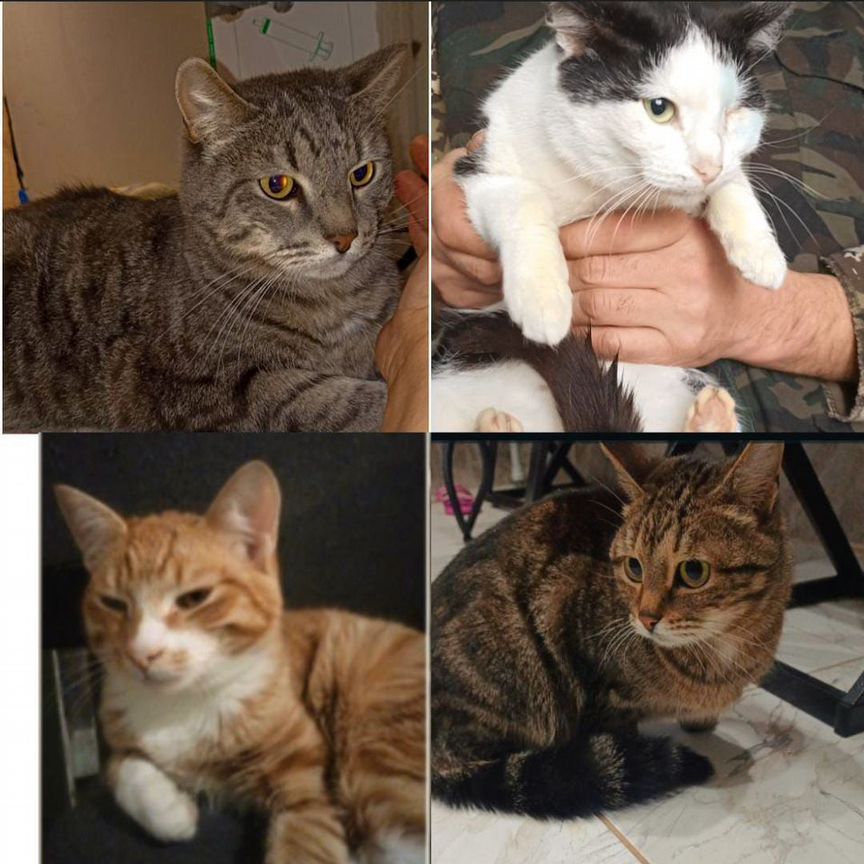 Котики ищут семью