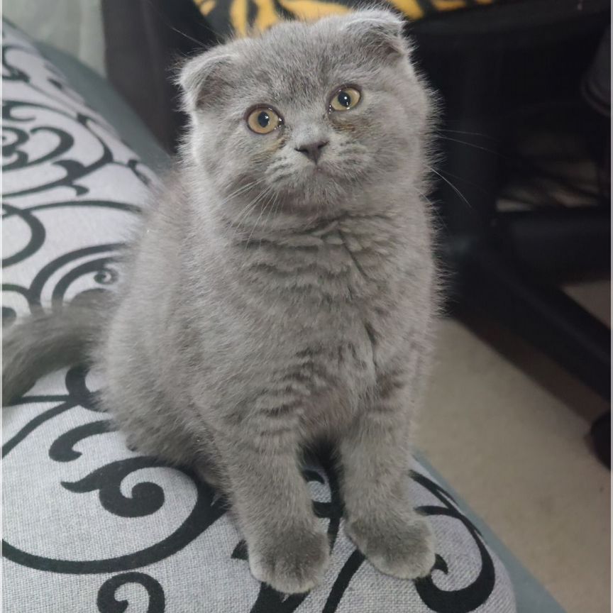Шотландский вислоухий короткошёрстный котёнок