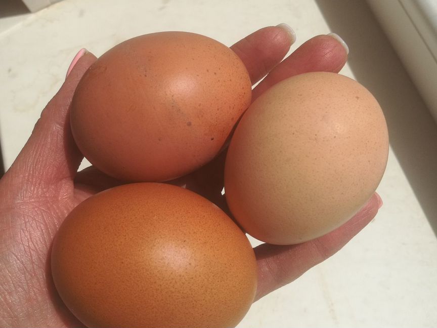 Домашние куриные яйца