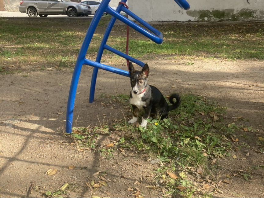 Собака в добрые руки маленькая