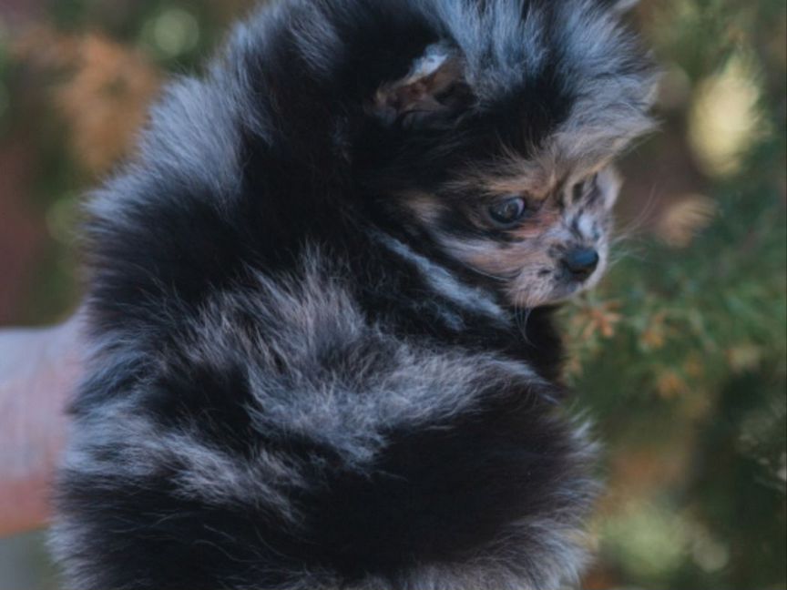 Померанский шпиц леди