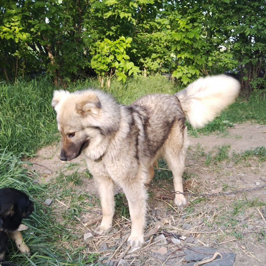 Мишка ищет дом
