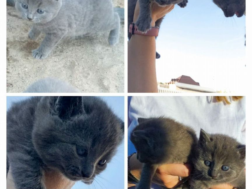 Котята в добрые руки бесплатно