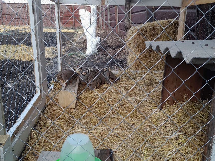 Инкубационное яйцо горной куропатки