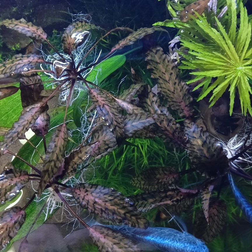 Аквариумные растения