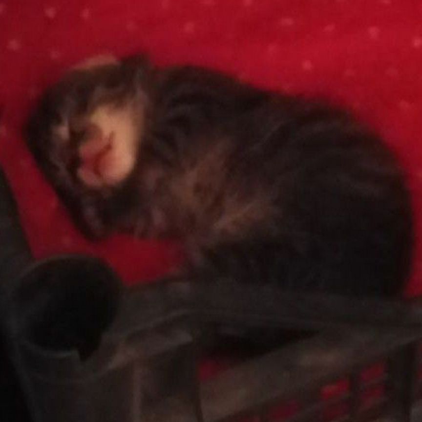 Котёнок мальчик красавчик