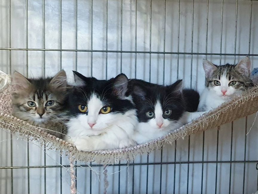 Кошка с котятками с улицы