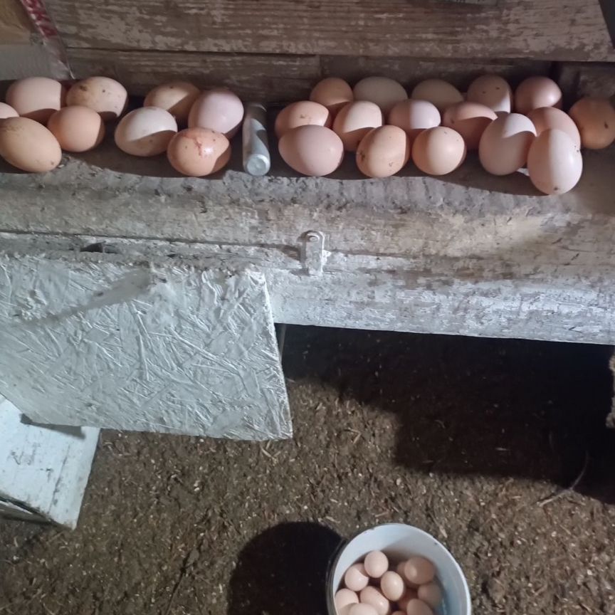 Инкубационное яица И молодые петухи