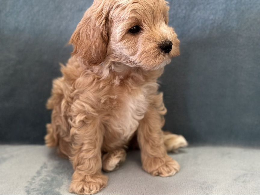 Щеночки мальтипу F2