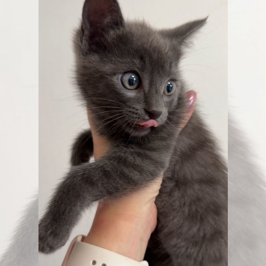 Котёнок в добрые руки