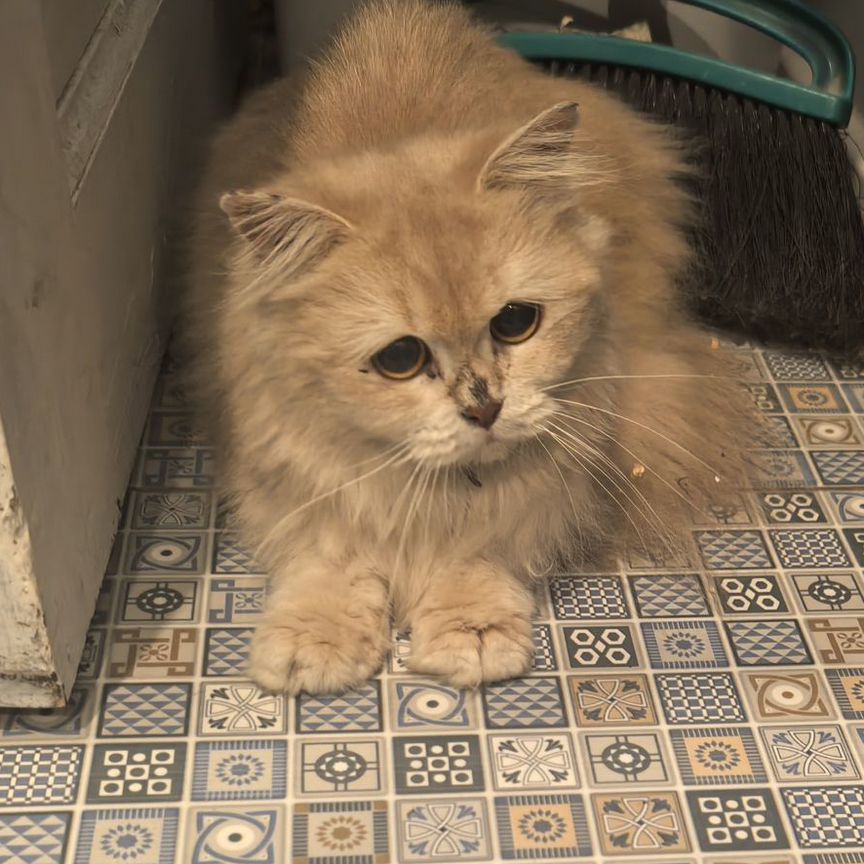 Взрослая, кошка в добрые руки