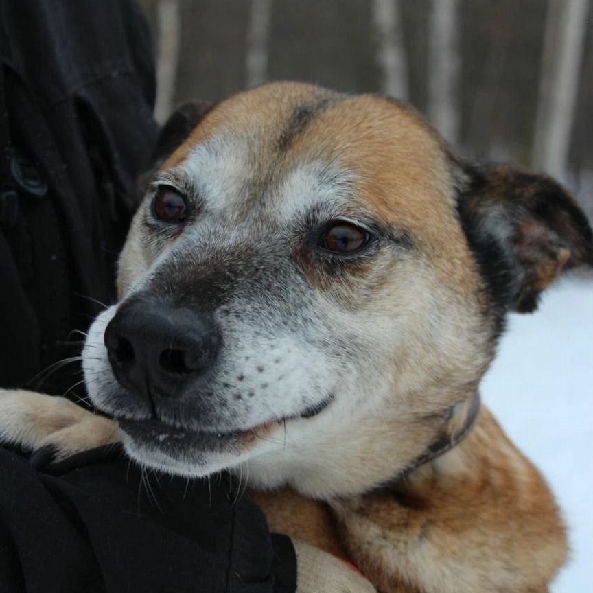 Ласковый пес в добрые руки