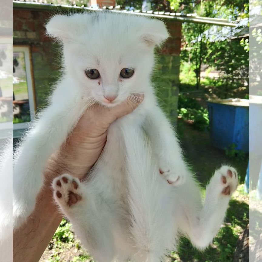 Шотландский вислоухий короткошёрстный котёнок