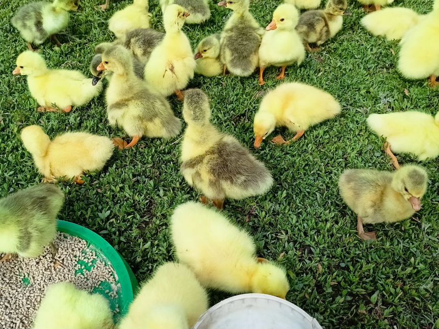 Гусята будет 2 недели