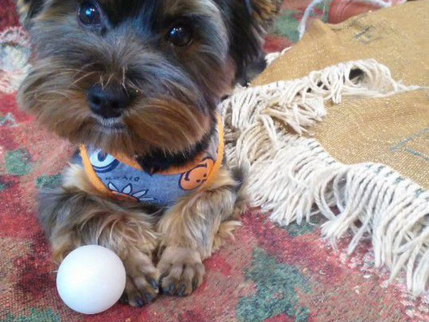 Вязка. Йоркширский терьер