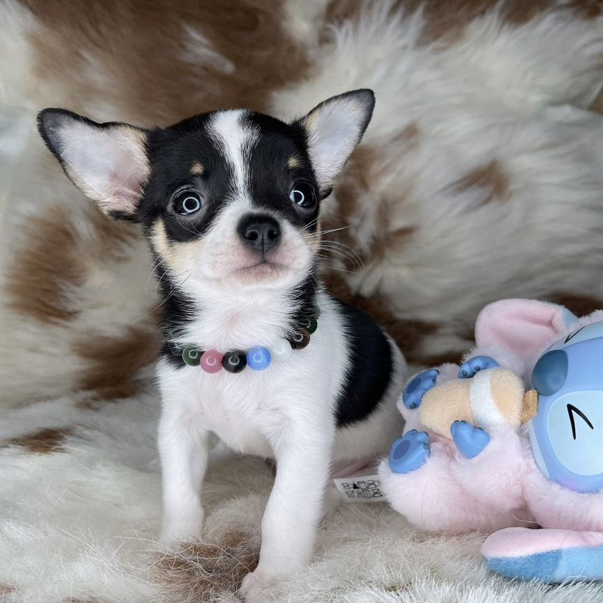 Чихуахуа, щенок